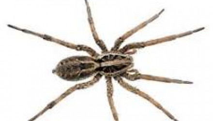 True Spiders | APES NED (National Exotics Database)