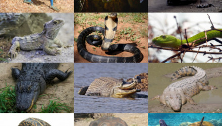 Reptiles | APES NED (National Exotics Database)
